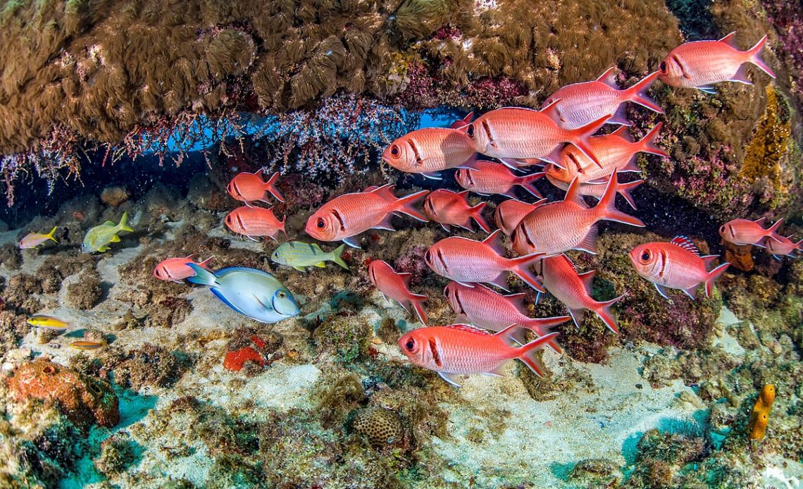 Barbados Beach: A Perfect Scuba Diving Date Destination - POP STYLE TV